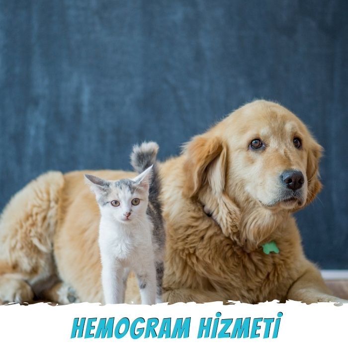 Hemogram - Çizmeli Kedi Veteriner Kliniği