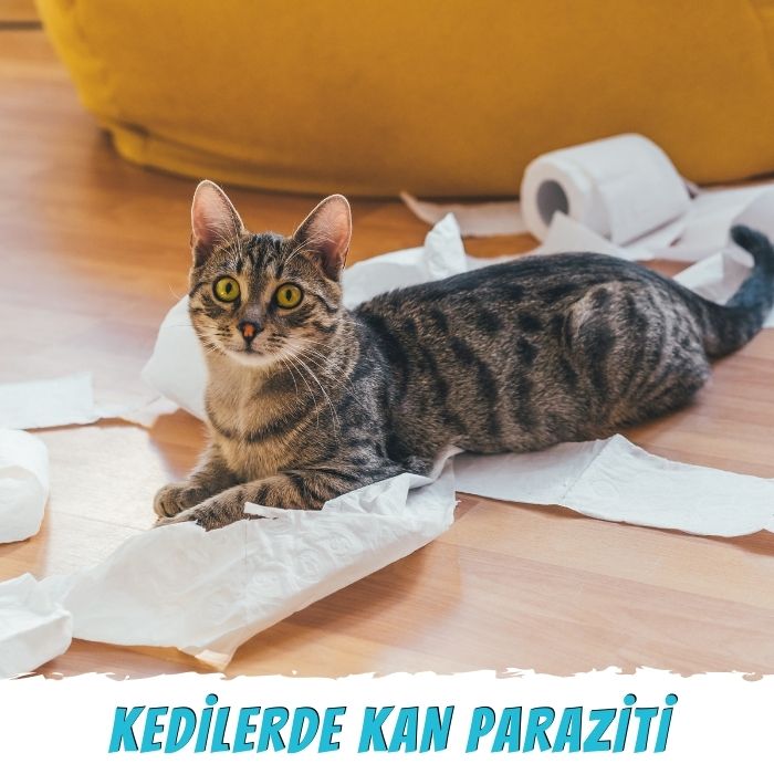 Kedilerde Kan Paraziti - Çizmeli Kedi Veteriner Kliniği